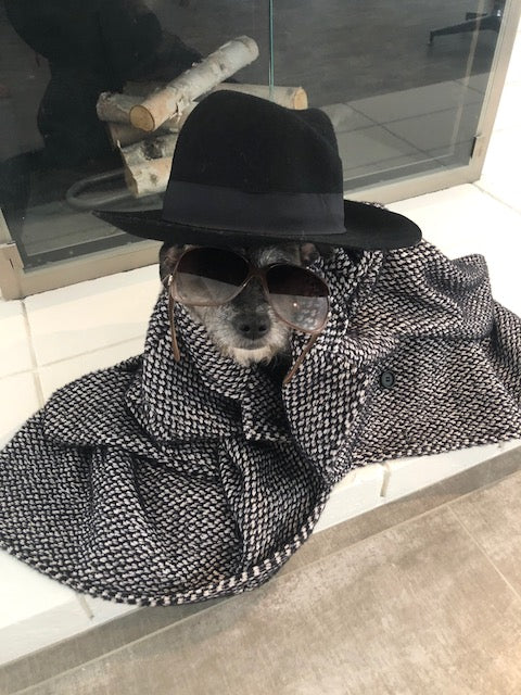 5 Q's with Bowie the Dog – LBLC the label