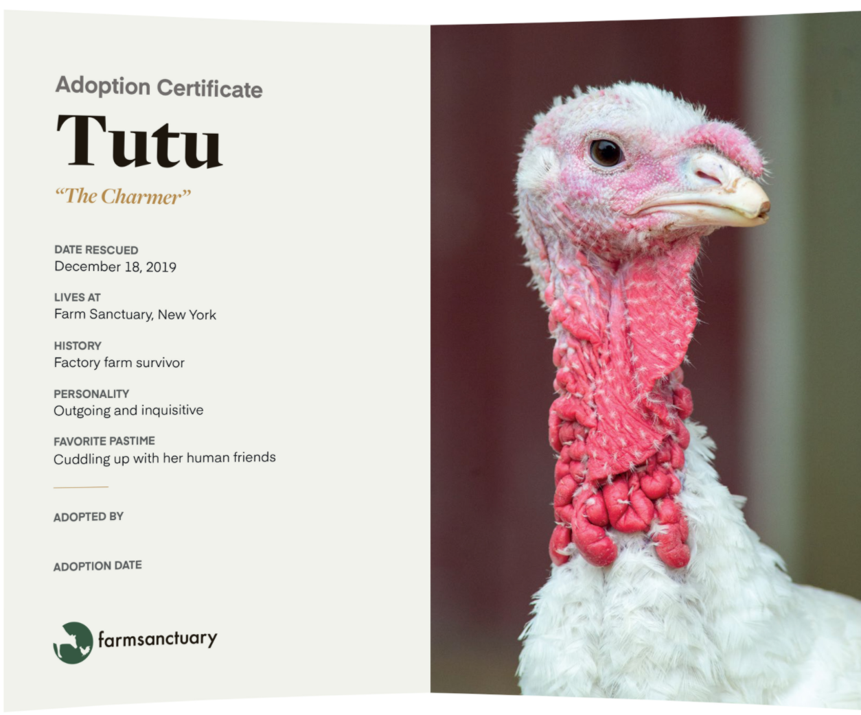 Adopt a Turkey at Farm Sanctuary – LBLC the label